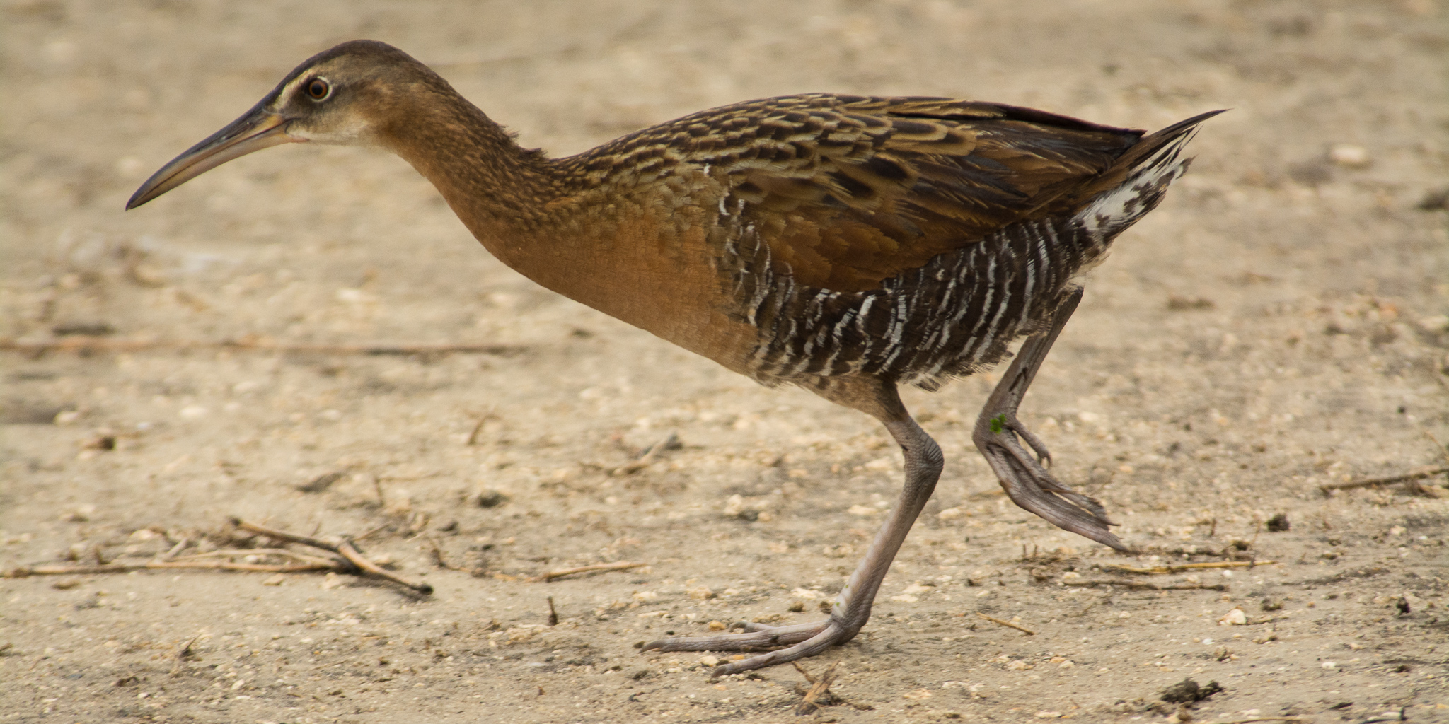 Clapper Rail | FWS.gov